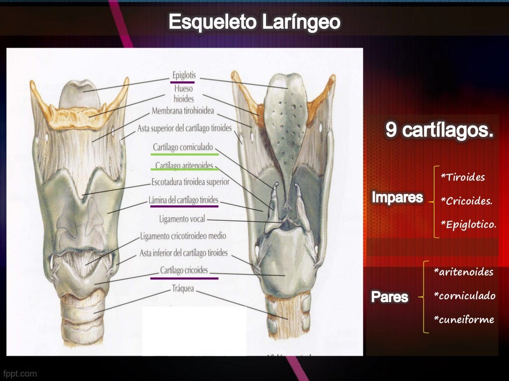 Laringe Anatomia 2.