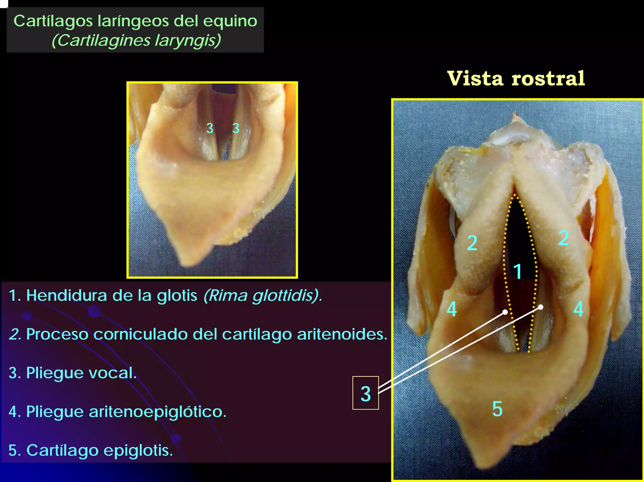 Laringe Equino Pdf