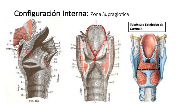 Anatomía de la Laringe