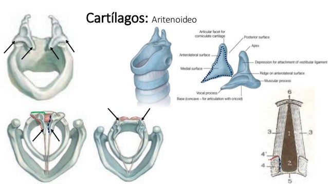 Anatomía de la Laringe