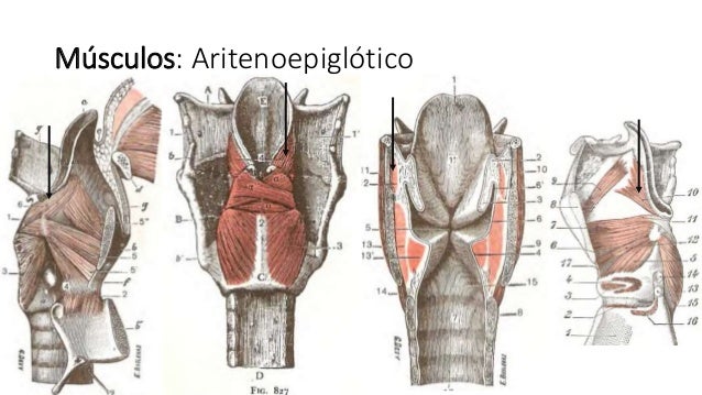 Anatomía de la Laringe