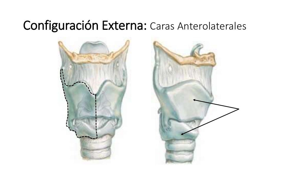 Anatomía de la Laringe