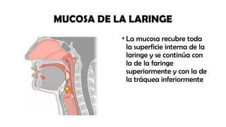 LARINGE MUSCULOS.pptx PPT ANATOMIA CIENCIA | PPT