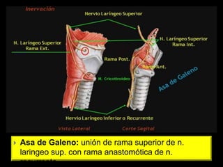 Inervación De La Laringe