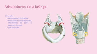LARINGE, TRAQUEA, BRONQUIOS: Limitaciones, irrigación, inervación.pptx