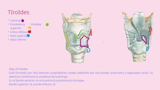 LARINGE, TRAQUEA, BRONQUIOS: Limitaciones, irrigación, inervación.pptx
