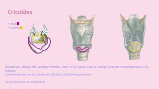 LARINGE, TRAQUEA, BRONQUIOS: Limitaciones, irrigación, inervación.pptx