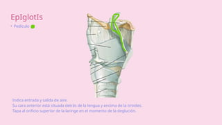 LARINGE, TRAQUEA, BRONQUIOS: Limitaciones, irrigación, inervación.pptx