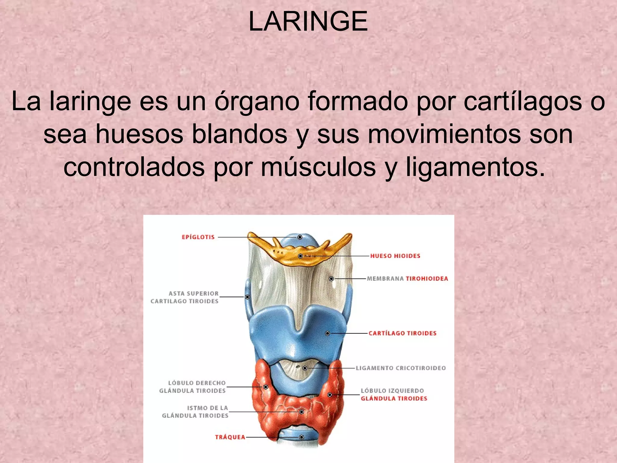 Laringe y Cuerdas Vocales | PPT | Ear, Nose and Throat Conditions ...