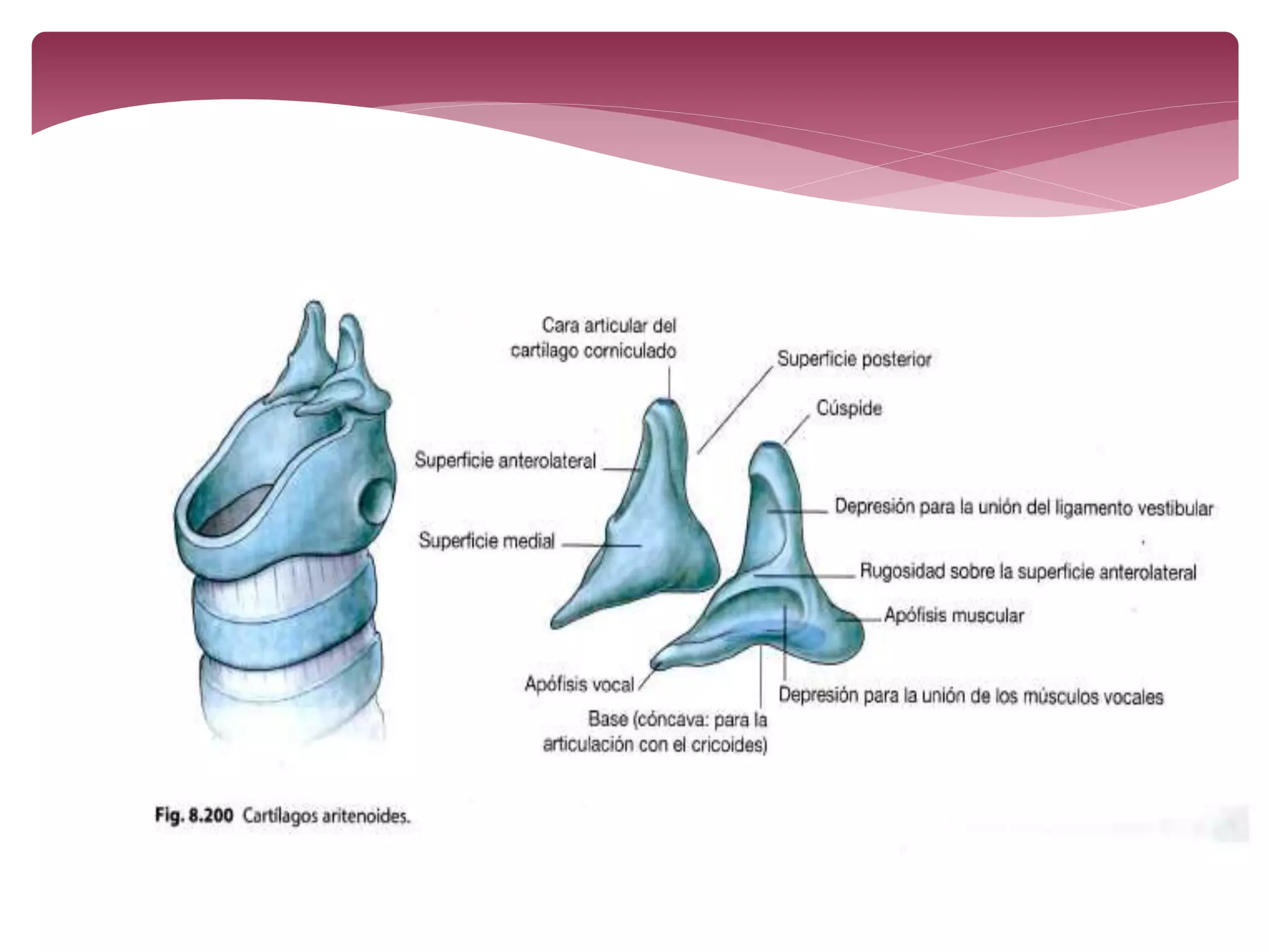 anatomia de la laringe y tráquea | PPTX