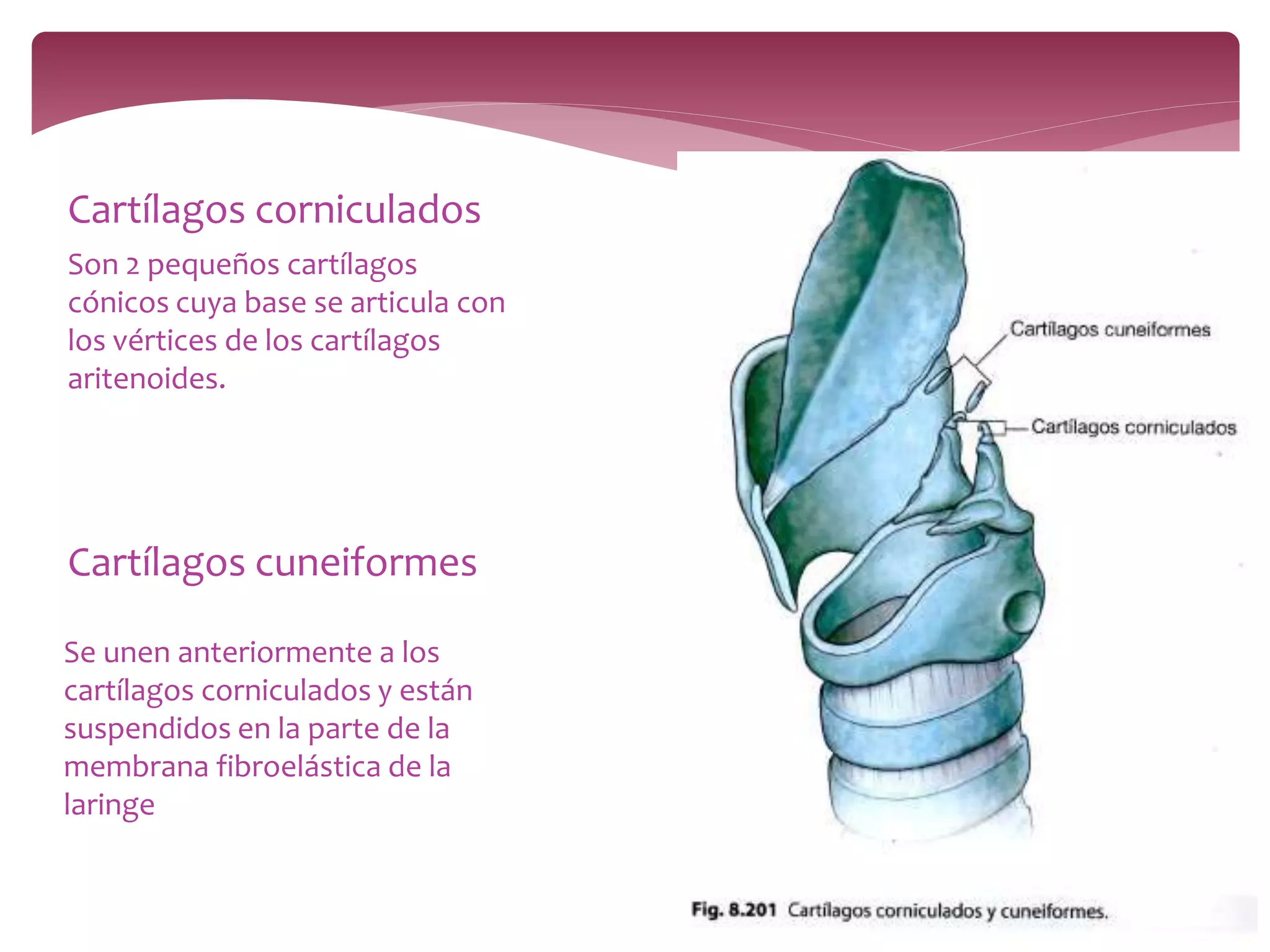 anatomia de la laringe y tráquea | PPTX