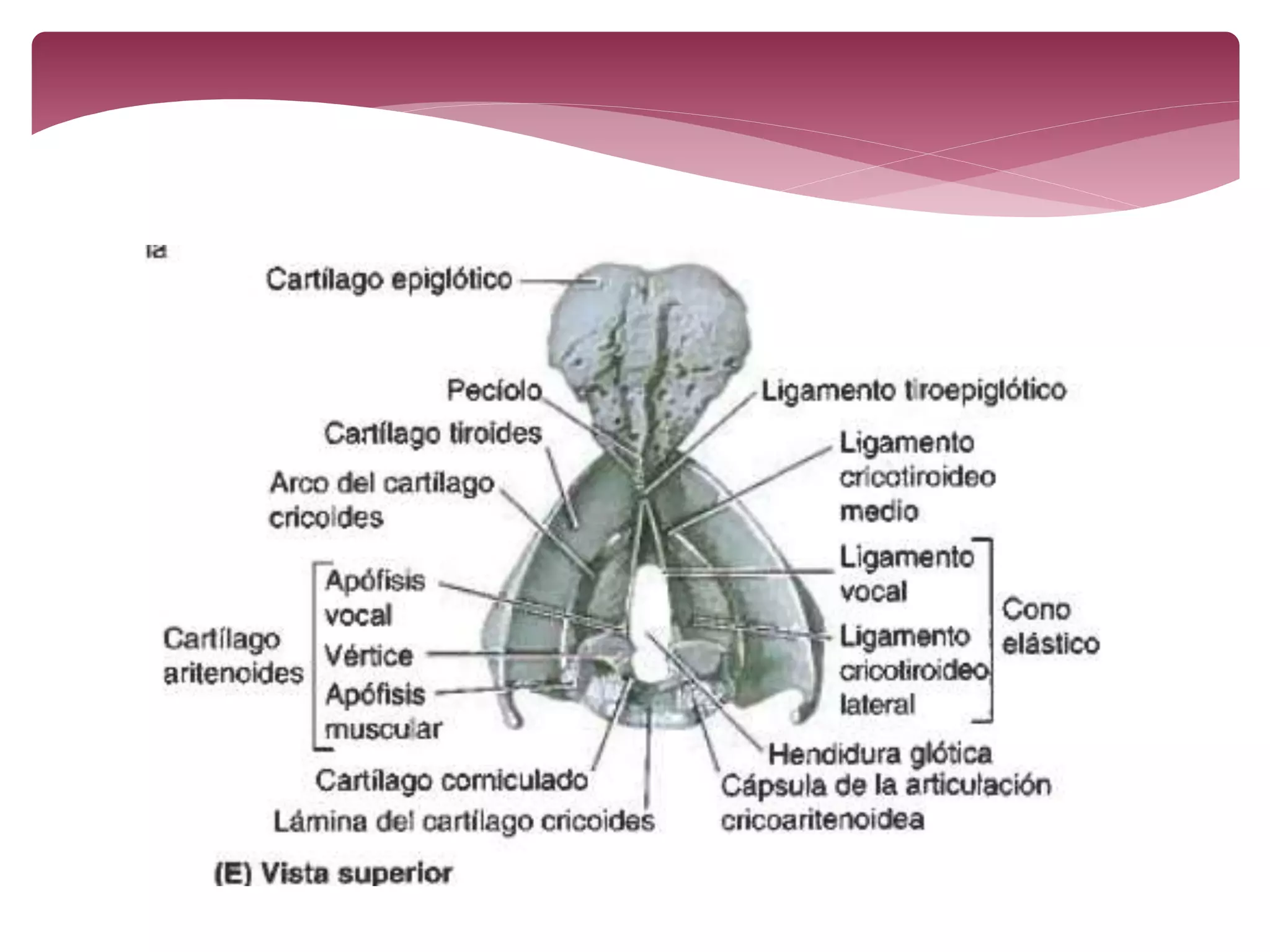 anatomia de la laringe y tráquea | PPTX