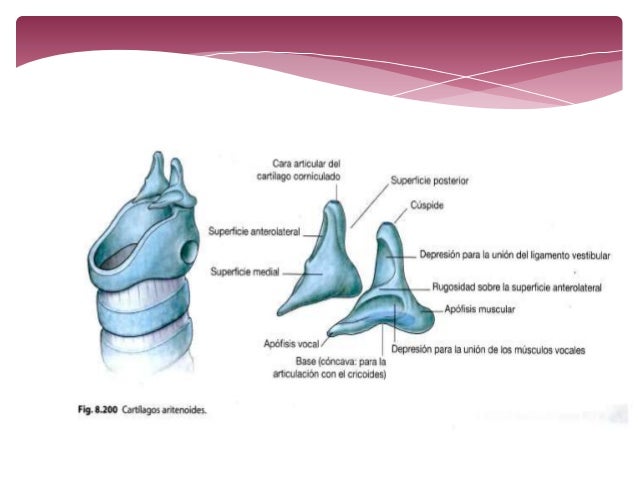 anatomia de la laringe y tráquea