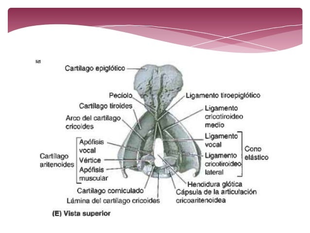 anatomia de la laringe y tráquea