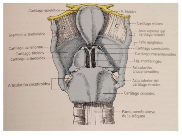 anatomia de la laringe y tráquea
