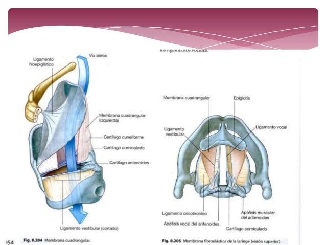 anatomia de la laringe y tráquea