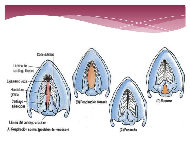 anatomia de la laringe y tráquea