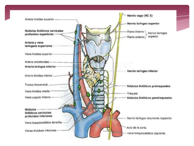 anatomia de la laringe y tráquea
