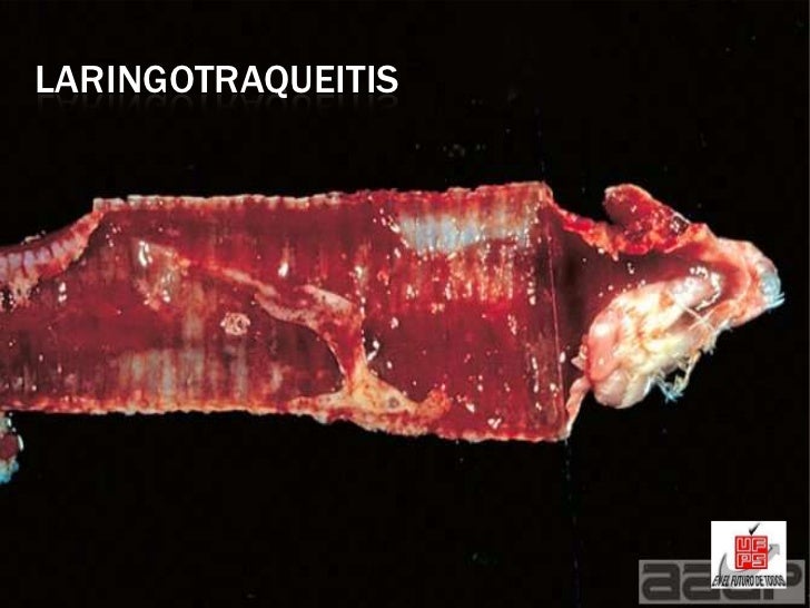 Laringotraqueitis infecciosa aviar