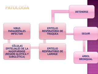 Laringotraqueobronquitis (crup) | PPTX