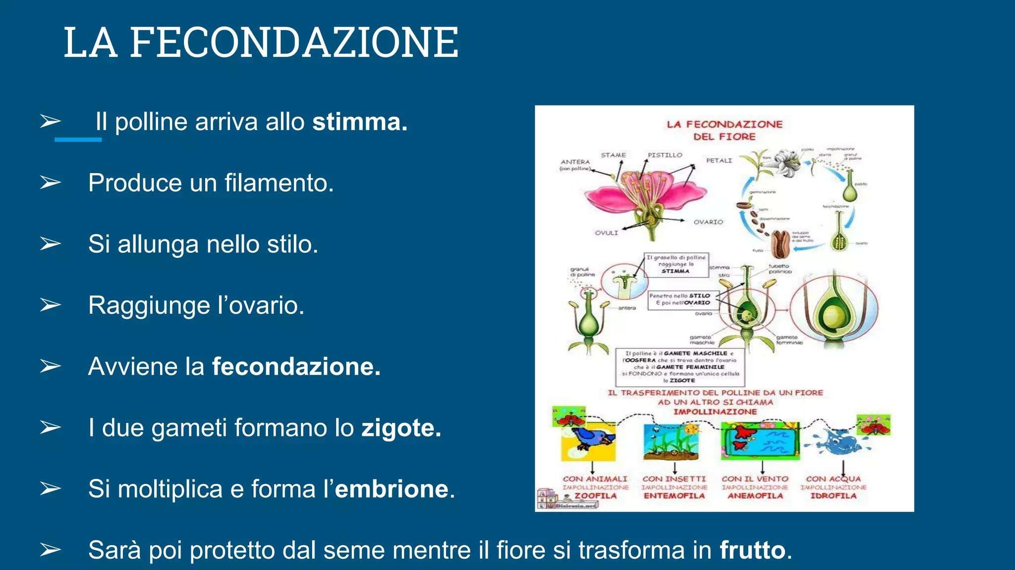 La riproduzione e il fiore federica l | PDF