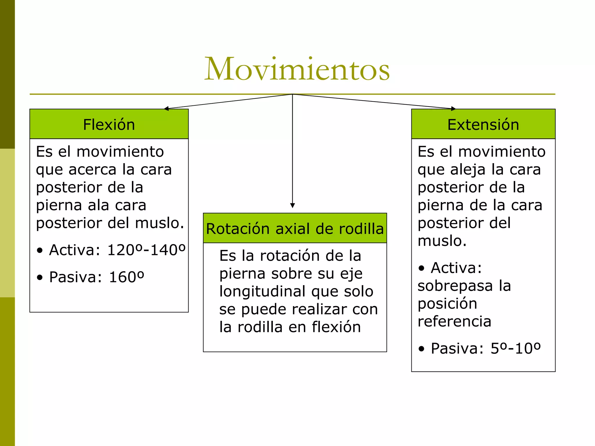 La rodilla | PPT