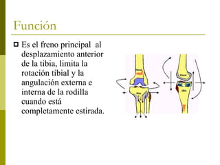 La rodilla | PPT