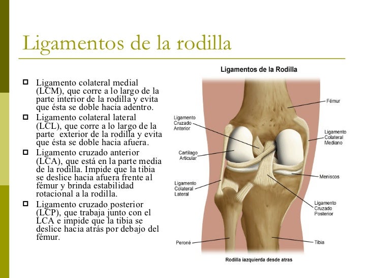 La rodilla