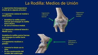LA RODILLA, PRESENTACIÓN ANATOMÍA, ETC.pptx