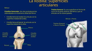 LA RODILLA, PRESENTACIÓN ANATOMÍA, ETC.pptx