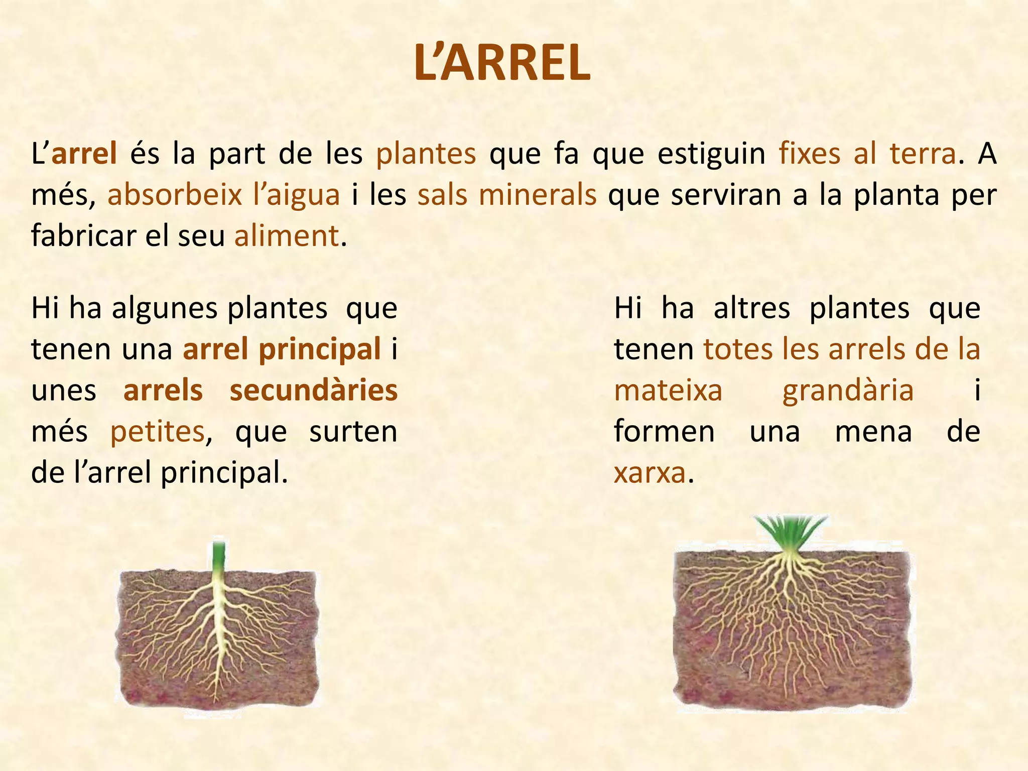 L'arrel i la tija | PPT
