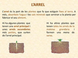 L'arrel i la tija | PPTX