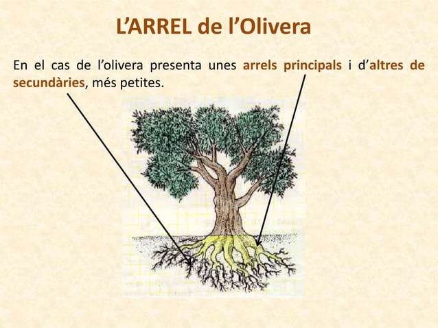 L'arrel i la tija | PPT