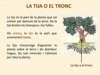 L'arrel i la tija | PPTX