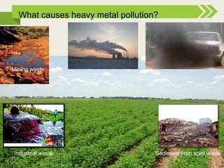 HEAVY METAL POLLUTION AND REMEDIATION IN URBAN AND PERI-URBAN ...