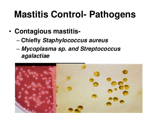 How to Control Mastitis and Lower Herd Milk Somatic Cell Count- Larry…