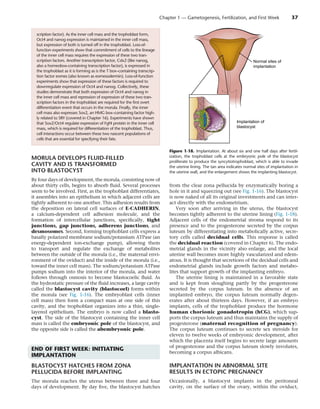 Larsen's Human Embryology.pdfembryology for medical students | PDF