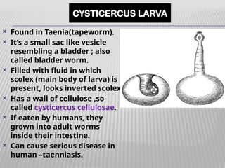 Msc Zoology mds University larva invertebrates.pptx