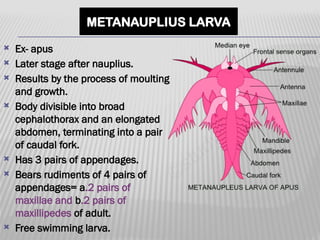 Msc Zoology mds University larva invertebrates.pptx