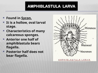 Msc Zoology mds University larva invertebrates.pptx