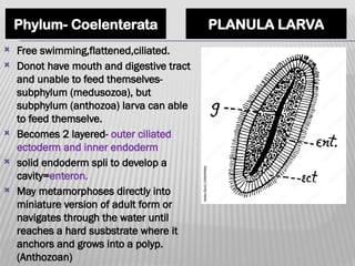 Msc Zoology mds University larva invertebrates.pptx