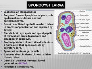Msc Zoology mds University larva invertebrates.pptx