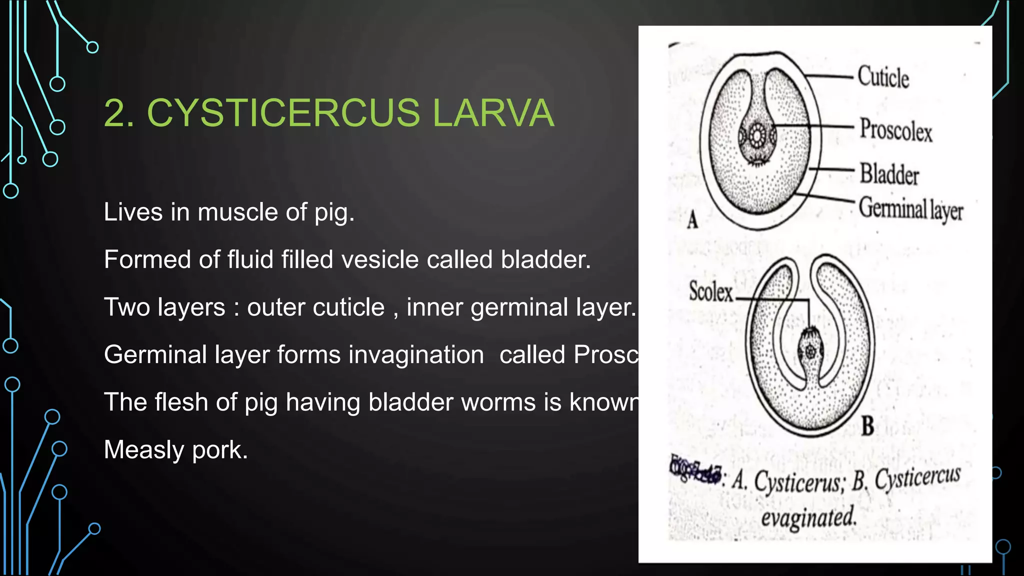 Larval%20forms%20of%20trematodes%20%5e0%20cestodes%20ppt%5e (2).pptx