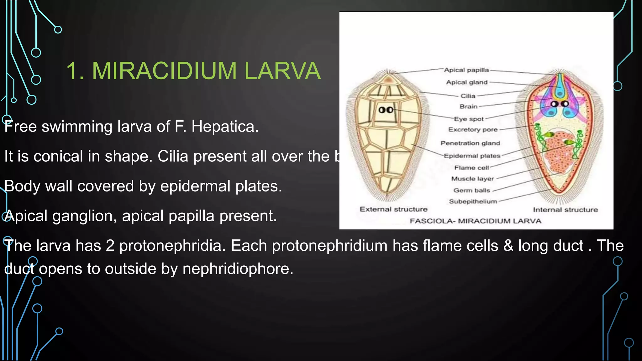 Larval%20forms%20of%20trematodes%20%5e0%20cestodes%20ppt%5e (2).pptx
