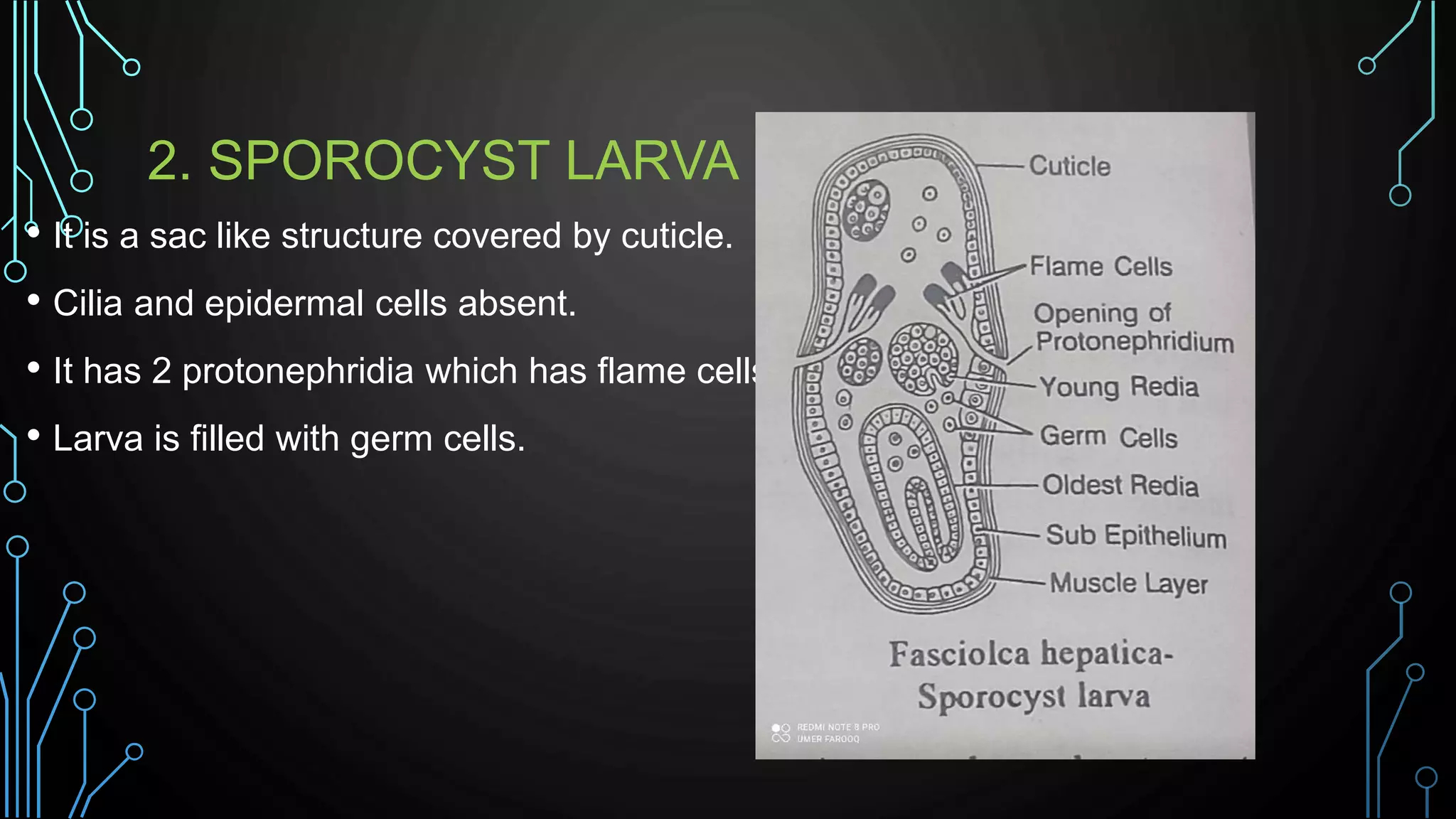 Larval%20forms%20of%20trematodes%20%5e0%20cestodes%20ppt%5e (2).pptx