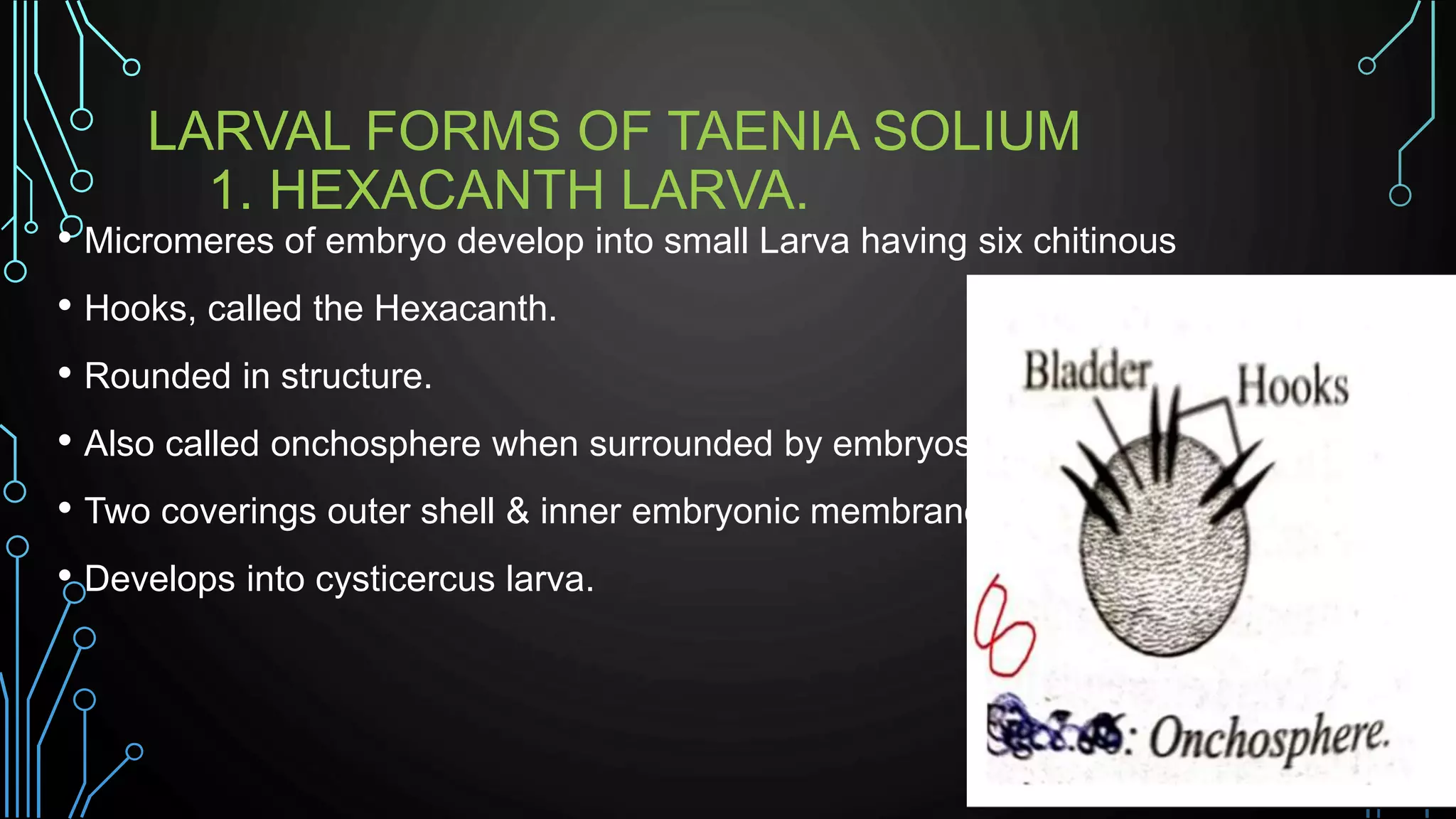 Larval%20forms%20of%20trematodes%20%5e0%20cestodes%20ppt%5e (2).pptx