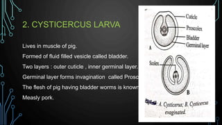Larval%20forms%20of%20trematodes%20%5e0%20cestodes%20ppt%5e (2).pptx