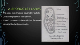 Larval%20forms%20of%20trematodes%20%5e0%20cestodes%20ppt%5e (2).pptx