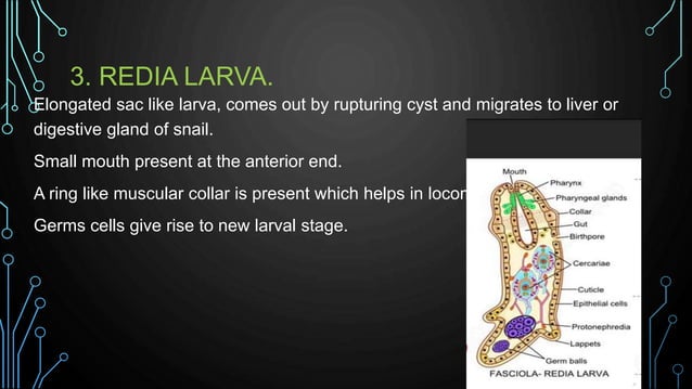 Larval%20forms%20of%20trematodes%20%5e0%20cestodes%20ppt%5e (2).pptx