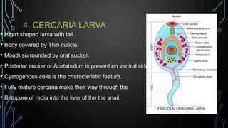 Larval%20forms%20of%20trematodes%20%5e0%20cestodes%20ppt%5e (2).pptx